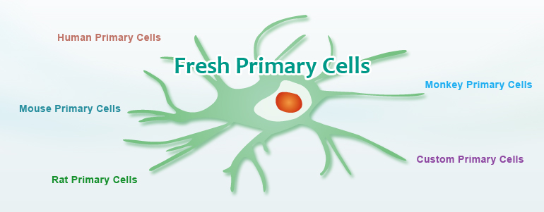 Primacell™-Standardizing Primary Cells
